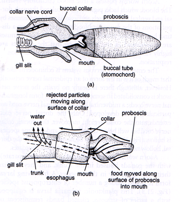 Untitled Page [bioclass.cos.ncsu.edu]
